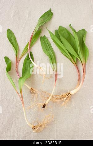 Raw organic green ramps or wild garlic Stock Photo - Alamy