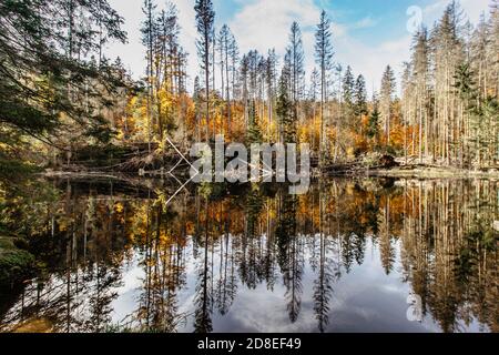 Boubin lake. Reflection of fall trees of Boubin Primeval Forest, Sumava ...