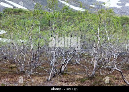 Arctic tundra with dwarf birch Betula nana crowberry Empetrum ...