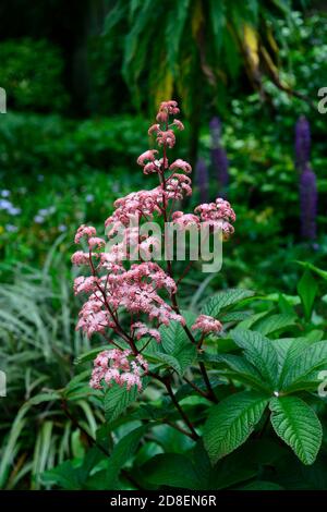Rodgersia pinnata Buckland Beauty,pink flower panicle,pink flowers ...