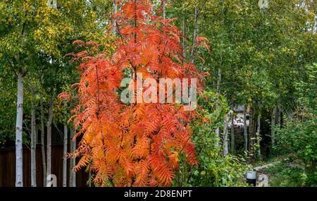 Sorbus Commixta Dodong 'Olympic Flame'. Mountain Ash / Japanese Rowan ...