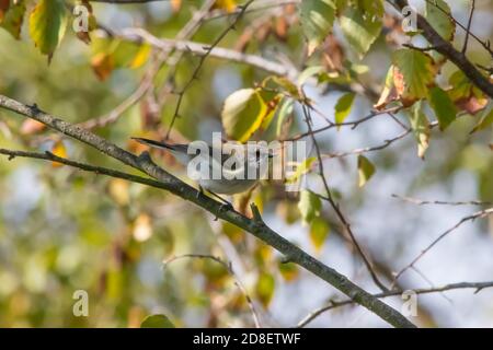 The Grey warbler (Gerygone igata), also known by its Māori name ...