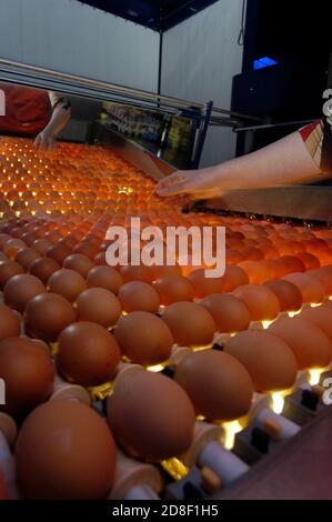 industrial quality control of eggs with light and manual check Stock ...
