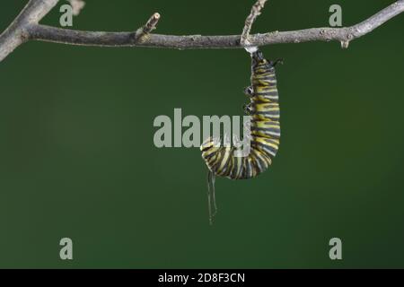 Monarch Butterfly Caterpillar Beginning to Pupate Stock Photo - Alamy