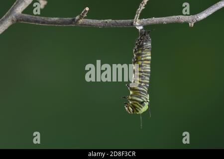 Monarch Butterfly Caterpillar Beginning to Pupate Stock Photo - Alamy