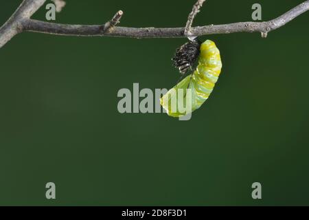 Monarch Butterfly Caterpillar Beginning to Pupate Stock Photo - Alamy
