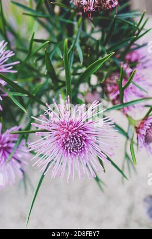 close-up of isopogon candy cone plant with pink flowers outdoor in ...