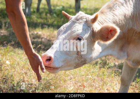 Young Calf licking hand Stock Photo - Alamy