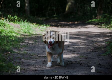 Cute little dog walking playfully on the field Stock Photo - Alamy