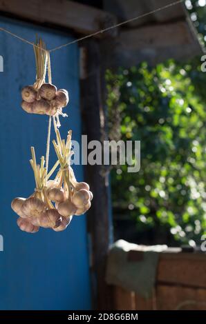 Bunches of freshly picked green garlic scape stems Stock Photo - Alamy