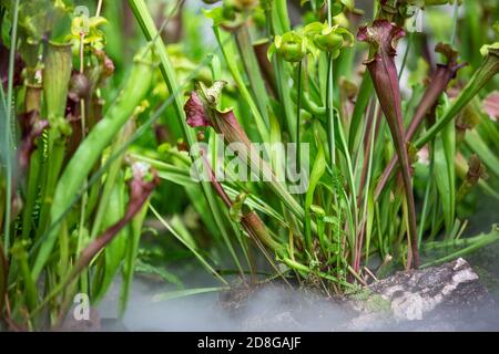 Carnivorous pitcher plants in the Amazon rainforest in Brazil, South ...