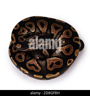 Top view of pinstripe ballpython snake aka Python regius, all curled up ...