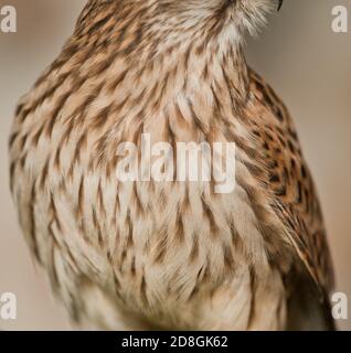 A close-up of a white common vulture (Neophron percnopterus) looking ...