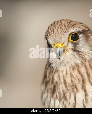 common kestrel with closed beak background light colors Stock Photo - Alamy