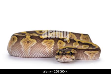 Baby female Lesser Pastel Ballpython aka Python Regius. Top view ...