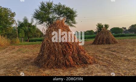 Dry millet fodder for pet animals. Pile of unprocessed pearl millet in ...