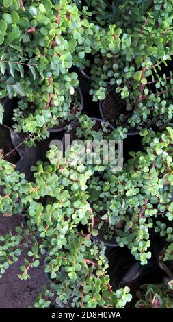 scenic view of Crassula ovate also called as jade plant or lucky plant ...
