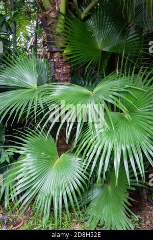 Green plants feel fresh surroundings, stock photo Stock Photo - Alamy