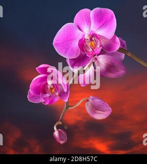 spa setting of white orchid (phalaenopsis), candles, greens and black ...