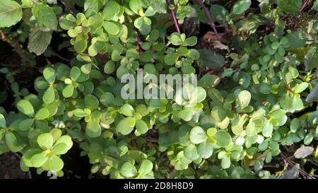 scenic view of Crassula ovate also called as jade plant or lucky plant ...