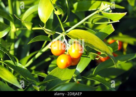 Alexandrian laurel, poet's laurel, Traubendorn, Alexandrinischer ...