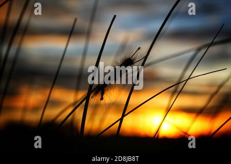 Beautiful nature backlit photography during evening backlit photo for ...