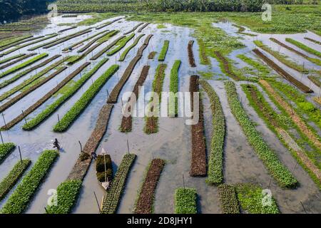 Floating vegetable beds at Najirpur in Pirojpur district of Bangladesh ...