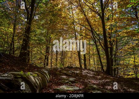Montseny deep forest colorful autumn in Catalonia, Spain Stock Photo ...