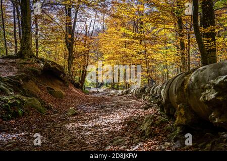 Montseny deep forest colorful autumn in Catalonia, Spain Stock Photo ...
