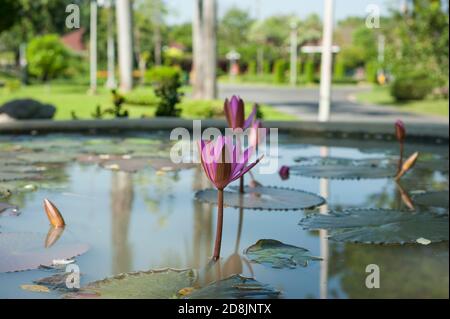 Lotus flowers bloom at Lotus Pond Park under blue skies with Beijing ...