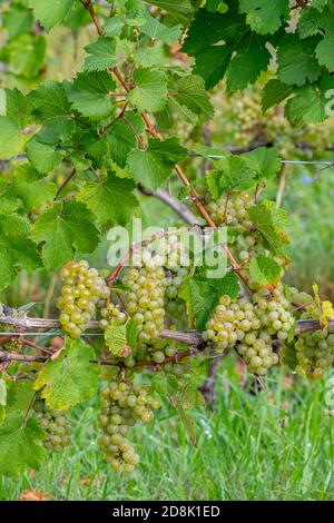 Vineyard near Traverse City, Michigan, USA Stock Photo - Alamy