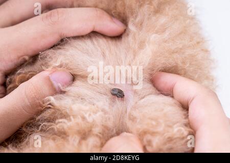Big blood sucker tick discovered on dog's fur Stock Photo - Alamy