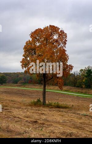 A Lone Orange Tree in Autumn in a Large Open Field Stock Photo - Alamy