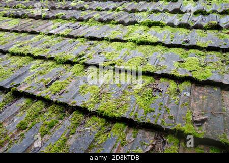 Old roof tiles with moss exterior details Stock Photo - Alamy