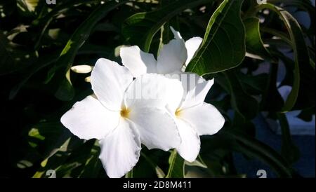 Macro closeup of cherokee rose (rosa laevigata) with white petals and ...