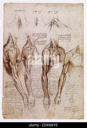 Leonardo da Vinci. Muscles of the shoulder at three stages of ...