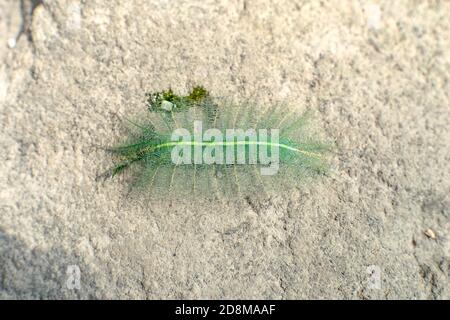 The Common Baron Caterpillar Species: Euthalia Aconthea Order ...