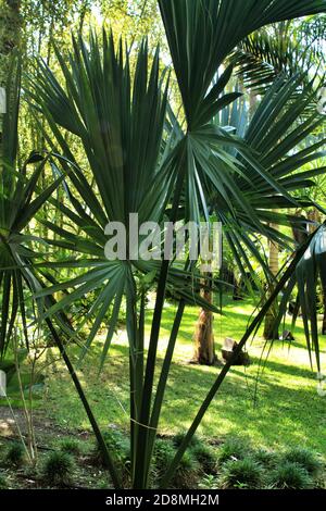 Beautiful Sabal Yapa palm tree in the garden Stock Photo - Alamy