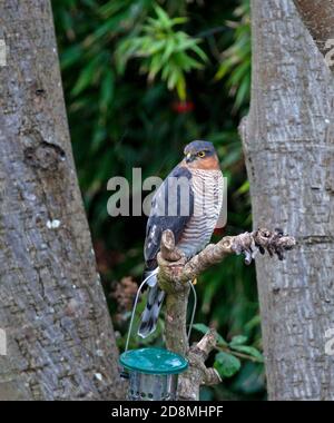 Male Sparrowhawk, Edinburgh, Scotland, UK. 31 October 2020. Temperature ...