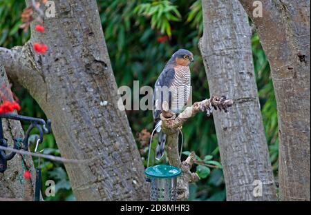 Male Sparrowhawk, Edinburgh, Scotland, UK. 31 October 2020. Temperature ...