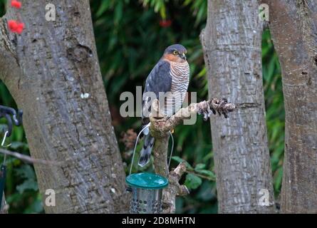 Male Sparrowhawk, Edinburgh, Scotland, UK. 31 October 2020. Temperature ...