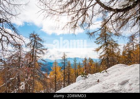 Beautiful larch tress surrounded with early snow during autumn Stock ...