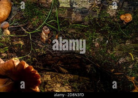 Honey Fungus "Bootlaces" or Rhizomorphs on the trunk of a fallen tree ...