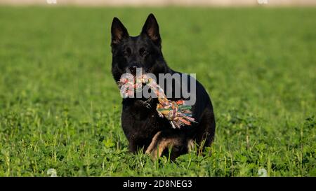 A closeup of the black German Shepherd in the park surrounded by green ...