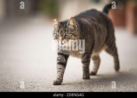 tabby feral cat with notched ear walking towards camera on the sidewalk ...