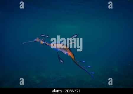 Weedy seadragon, Phyllopteryx taeniolatus, are red, yellow and purple ...