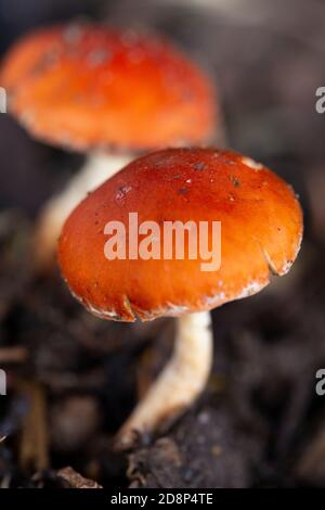 Redlead Roundhead Mushroom, Leratiomyces ceres, (Psilocybe aurantiaca ...