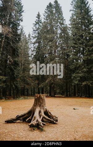 An old felled stump among the trees Stock Photo - Alamy