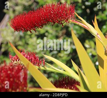 Poor Knights lily, Xeronema callistemon endemic to the Poor Knights ...