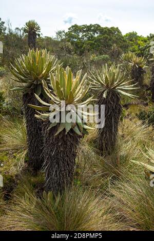 Beautiful landscape of a paramo ecosystem mountains with frailejones ...